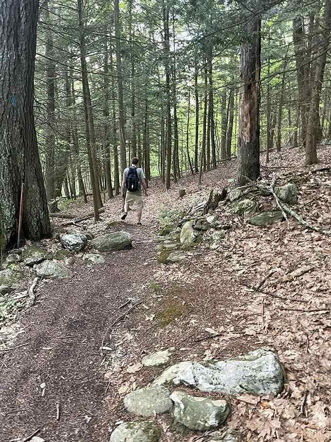 One hiker, countless trees, and the kind of peace you can't download from any app store.