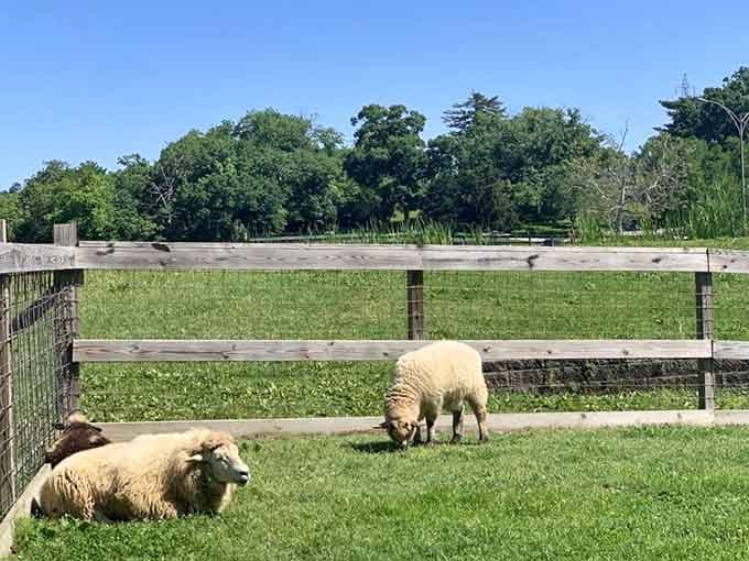 Sheep grazing in the Missouri sunshine, living a life of remarkable simplicity that most of us secretly envy.
