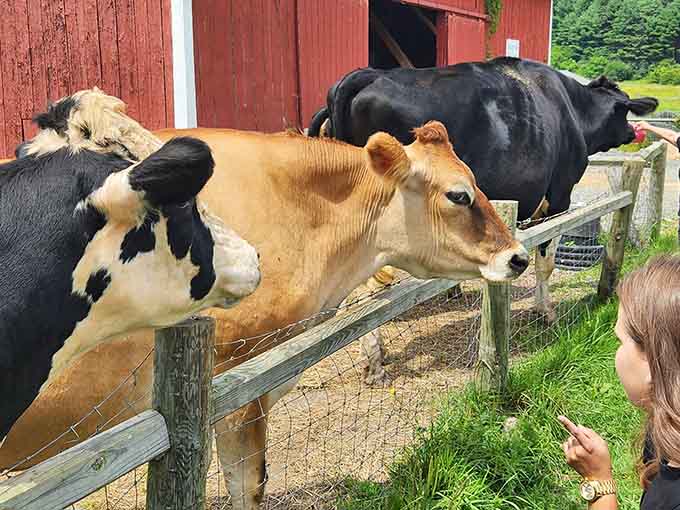 A curious Jersey cow leaning over the fence, making direct eye contact and absolutely stealing the whole show.