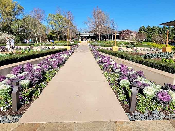 Ornamental kale lining a garden path in purple and white, proof that vegetables can absolutely steal the show.