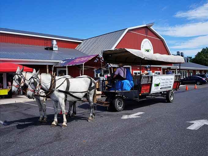 A horse-drawn wagon rolling past that iconic red barn. Some experiences remind you that slowing down is always worth it.