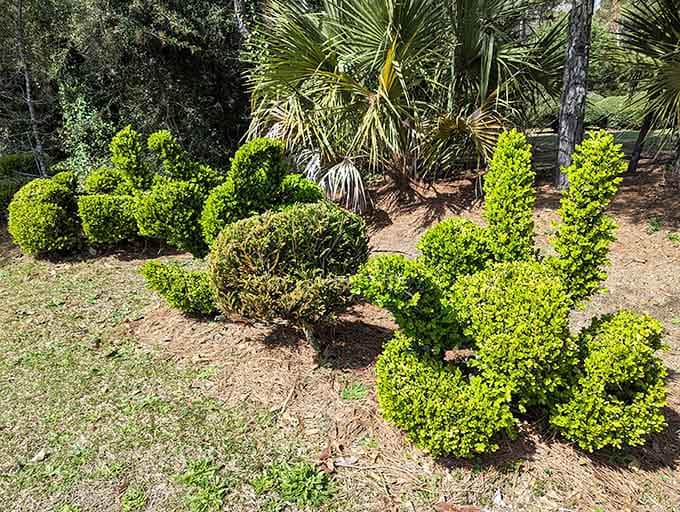 Bright young topiary bushes curl and cluster near a palmetto backdrop, still finding their shape but already full of personality.