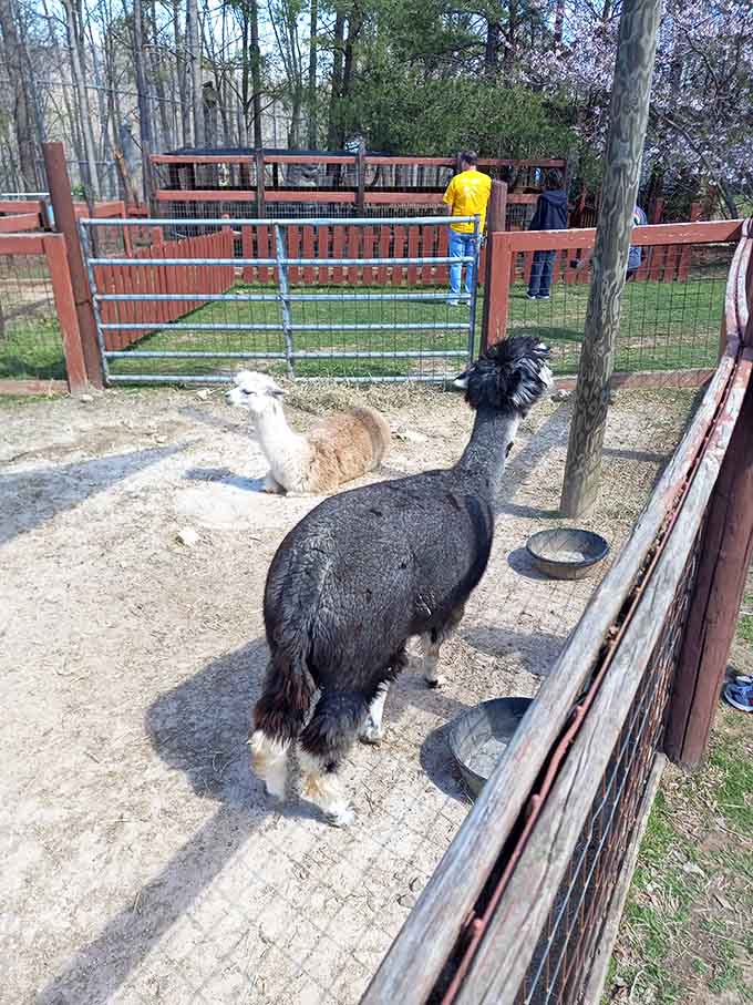 A dark alpaca with a spectacular fluffy topknot stands front and center, clearly aware that good hair deserves an audience.