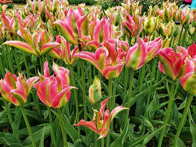 Pink and green viridiflora tulips, proof that nature has been doing avant-garde art long before it was trendy.
