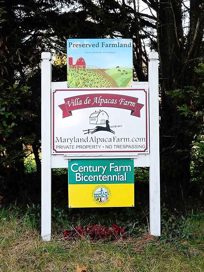 The sign says it all. Century Farm, preserved farmland, and alpacas. Maryland doesn't get more special than this.