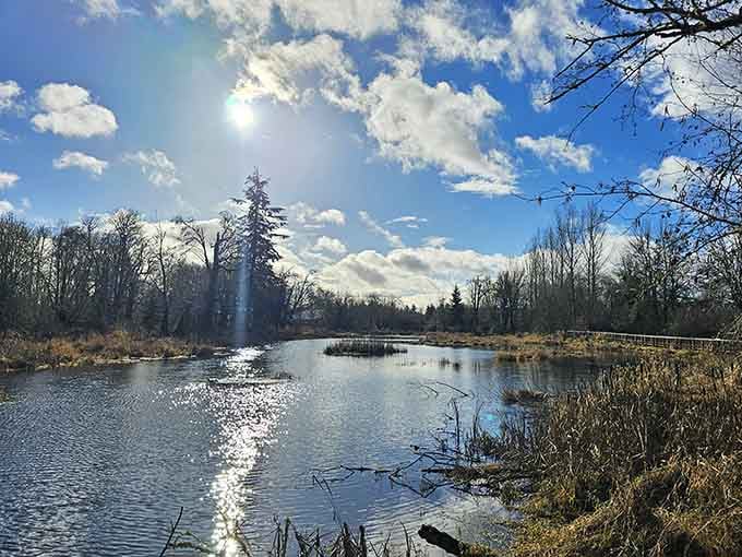 Bare branches reaching up from still water, a boardwalk disappearing into the distance. This is what peaceful actually looks like.