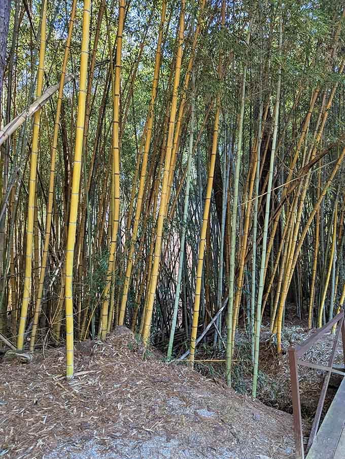Golden and green stalks standing shoulder to shoulder, a living color palette that no artist could fully replicate.