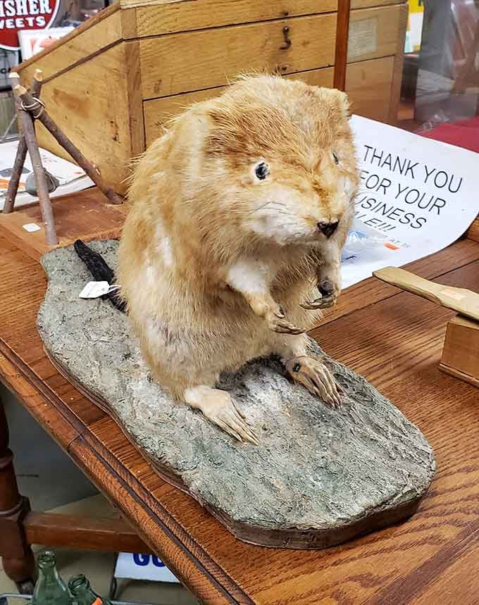 A taxidermied beaver mounted on a rock base, staring you down with the quiet dignity of a seasoned shopkeeper.