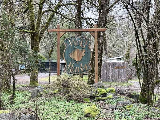 That entrance sign promises an experience that'll change how you think about wolves, and it absolutely delivers on that promise.