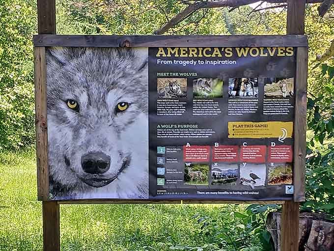 America's wolves, from tragedy to inspiration, spelled out on a board that deserves more than a quick glance.