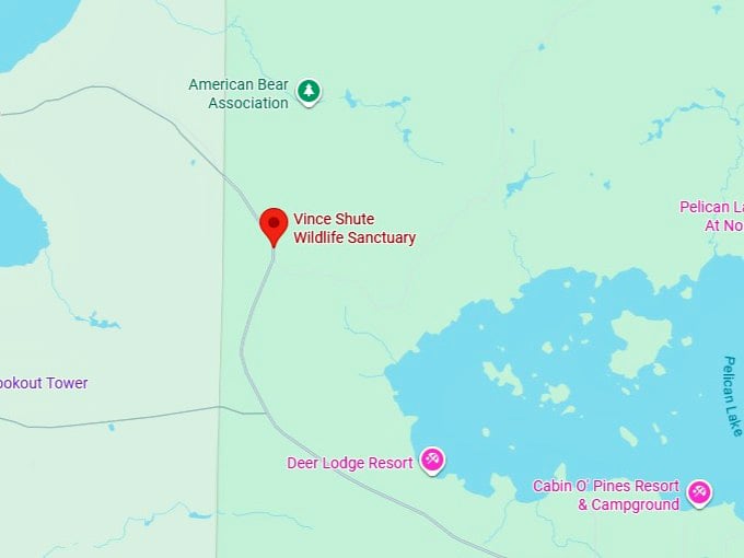 The Little-Known Minnesota Sanctuary Where You Can Watch Wild Black ...