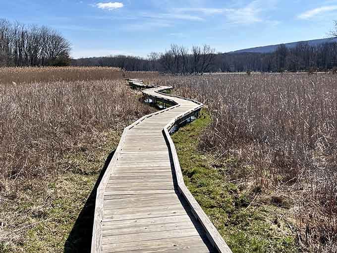 This winding boardwalk through golden marshland proves that the best paths in life aren't always straight.