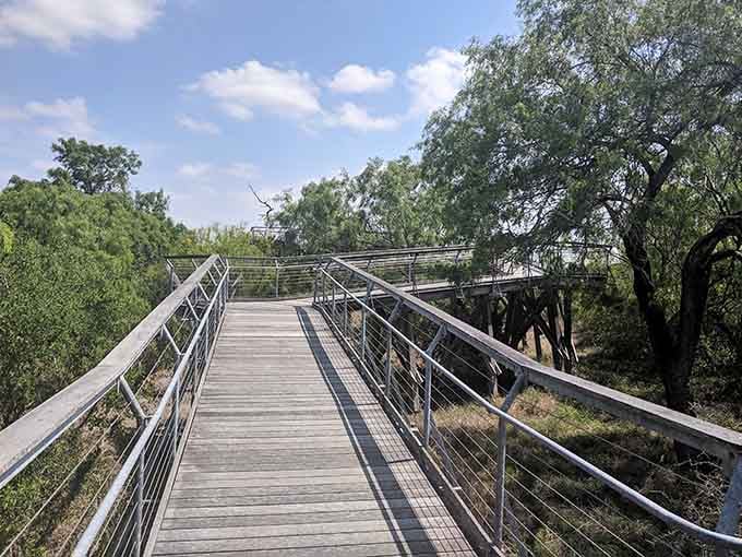 This elevated boardwalk floats above the treetops like a nature highway, offering bird's-eye views of the forest below.