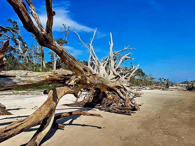 Nature's own sculpture garden, where bleached oak giants sprawl across the sand under brilliant blue skies.