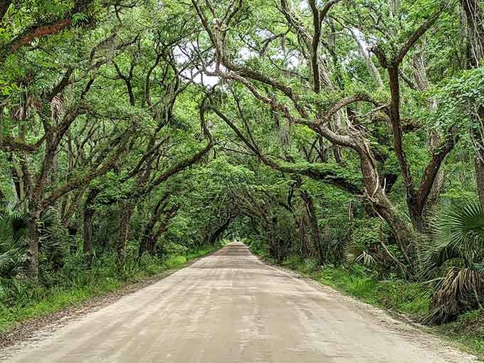 This live oak canopy over Botany Bay's entrance road is nature's own welcome mat, and what a grand one it is.