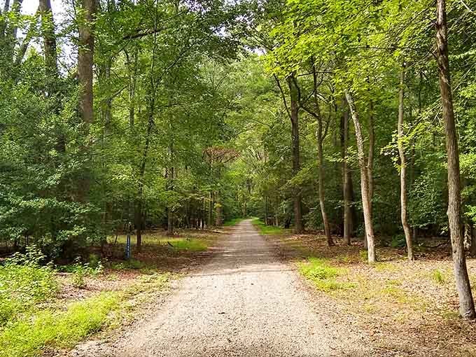 This gravel path through Caledon's sun-dappled forest is nature's own welcome mat, rolled out just for you.