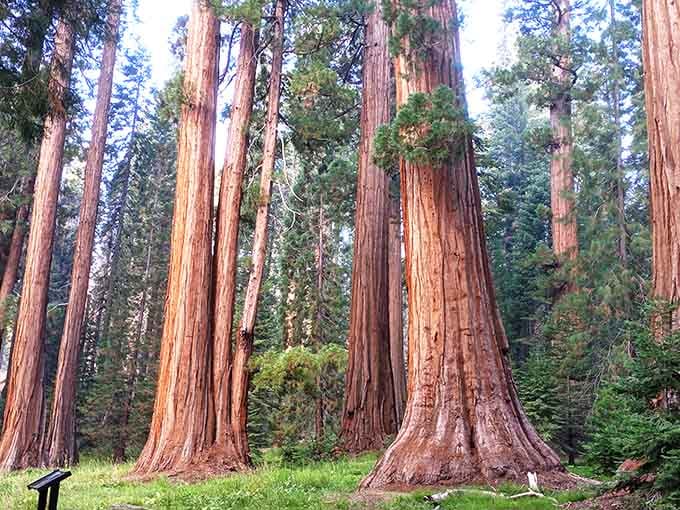 These cinnamon-colored giants standing in their meadow make skyscrapers look like they're trying too hard.