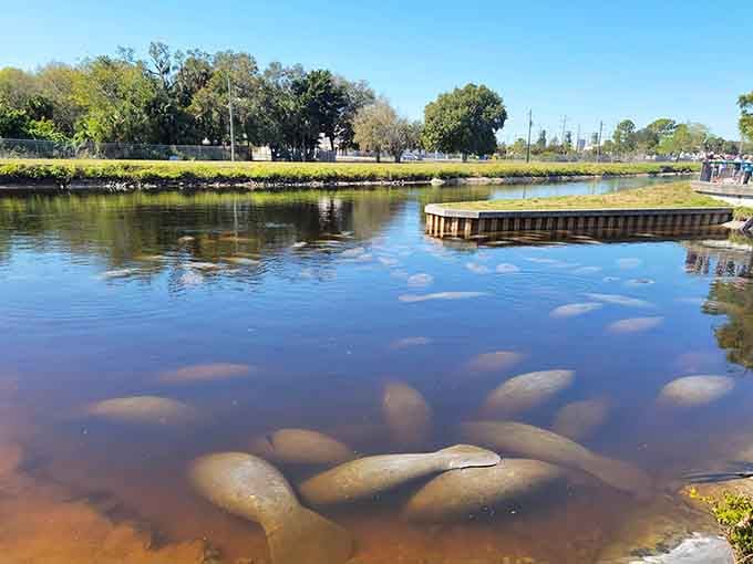 Look at this manatee convention happening right below the boardwalk &ndash; nature's version of a crowded subway platform!