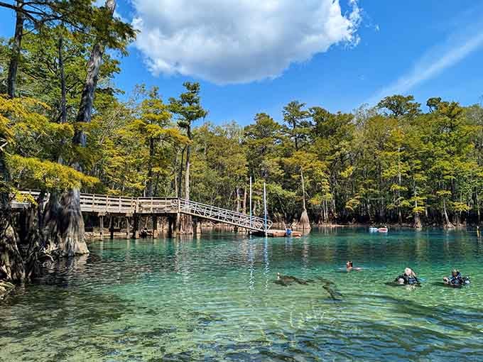 That wooden dock isn't just an entry point, it's your gateway to the most jaw-dropping turquoise water in the Florida Panhandle.