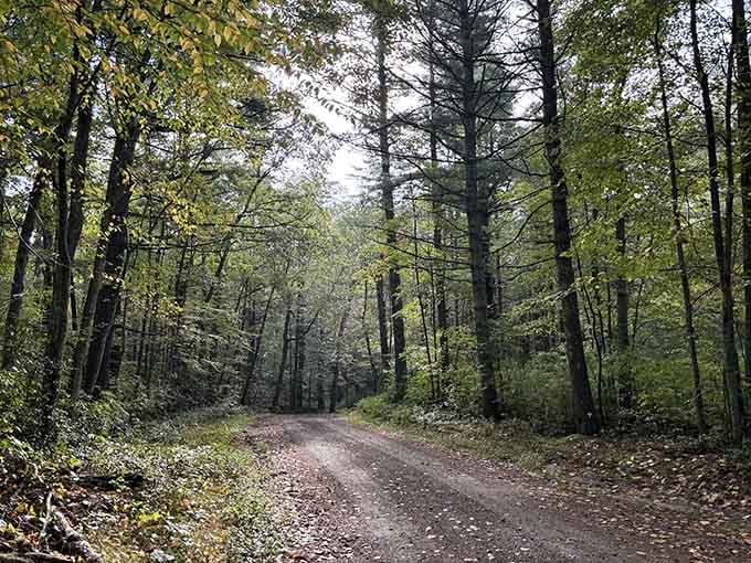 This dirt road through Pachaug's towering pines feels like nature's own welcome mat, quietly inviting you in.