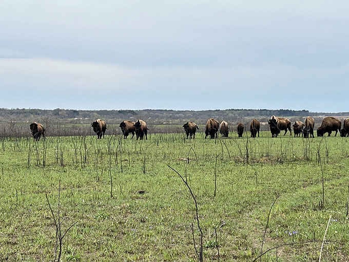A whole herd of bison roaming free across Missouri's wide, green tallgrass prairie &mdash; nature's original traffic jam.
