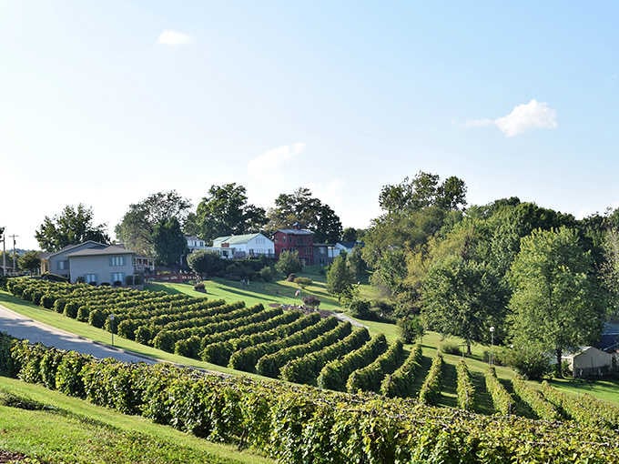 Those perfectly combed vineyard rows climbing toward a red barn make Hermann feel deliciously European.