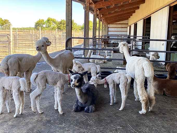 Meet the welcoming committee, complete with a very good dog who clearly runs this operation.