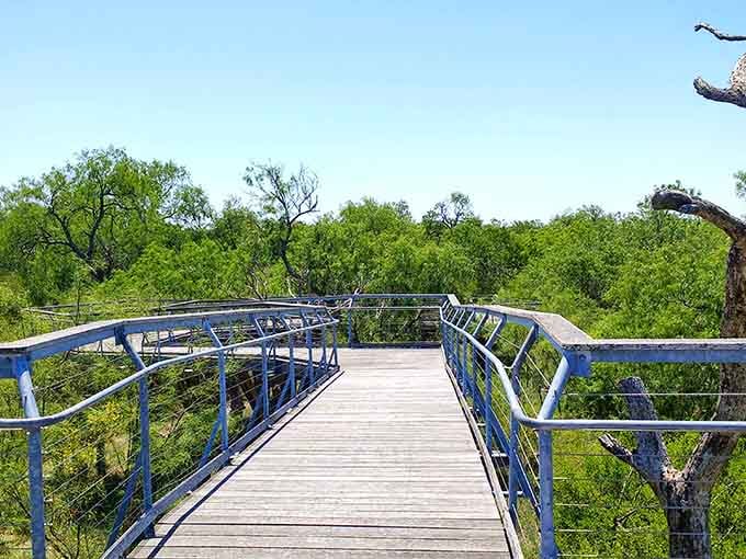 The blue-trimmed walkway curves through lush greenery, inviting you to stroll above the canopy where rare birds call home.