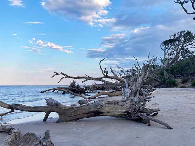 Pastel clouds drift above the shoreline while weathered branches stretch quietly toward the water's glassy edge.