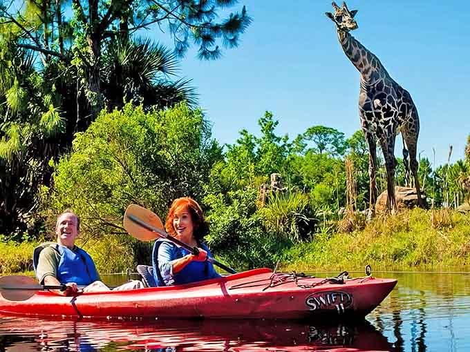 That giraffe photobomb is absolutely priceless; nature's tallest resident clearly knows how to steal a scene beautifully.