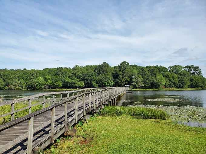 Lily pads dot the glassy water's edge as Frank Jackson's long boardwalk curves gently toward the treeline.