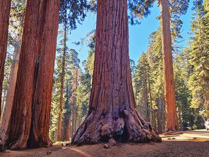 That massive base could fit your entire living room, and these trees were here before indoor plumbing existed.