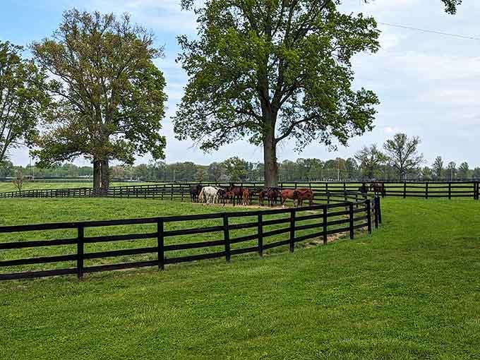 Horses gathered under ancient oaks, black fences curving perfectly, and not a single care in sight.