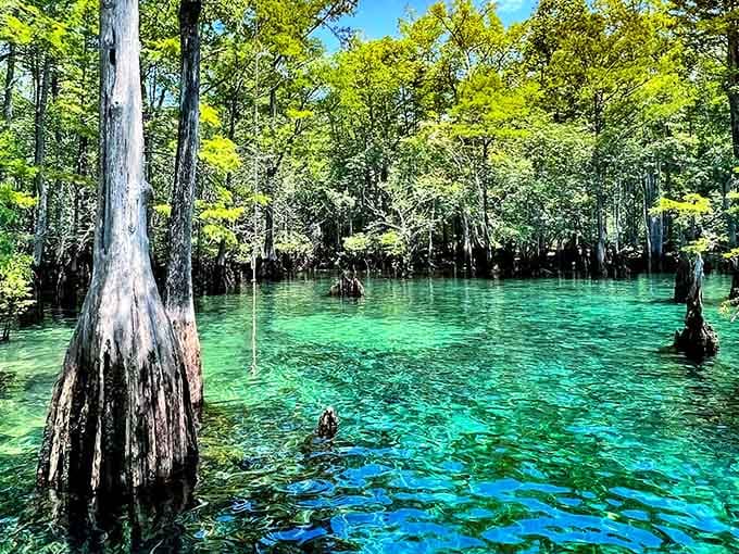 Ancient cypress trees standing guard over water so brilliantly green, you'd swear someone turned up the color saturation on the whole forest.