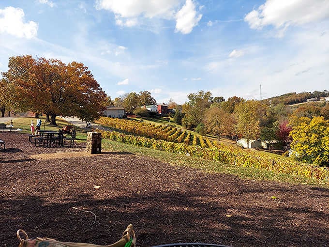 Autumn turns Stone Hill's hillside into a golden masterpiece, proving Missouri has serious fall game.