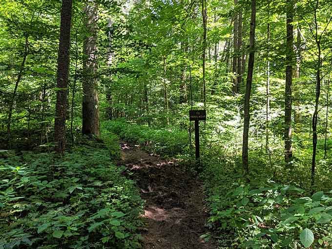 Sunlight filters through the canopy onto trails that promise adventure without the need for a sherpa.
