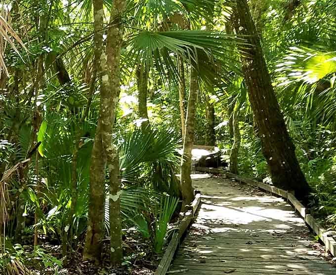 This boardwalk through the palms is basically Florida whispering, "Slow down, friend. Look around."