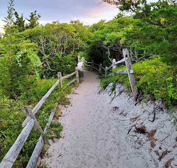 This sandy path through twisted coastal trees feels like the opening scene of every great adventure movie you've ever loved.