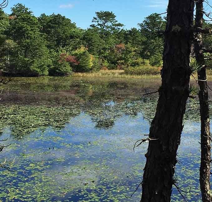 A pond so still and mirror-perfect, even the sky can't resist stopping to admire itself.