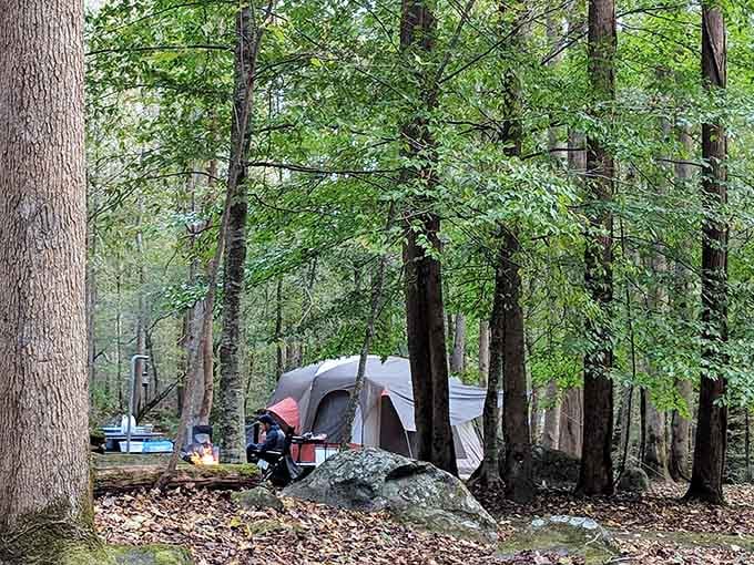 Tall hemlocks and hardwoods standing guard while your tent claims its little patch of paradise.