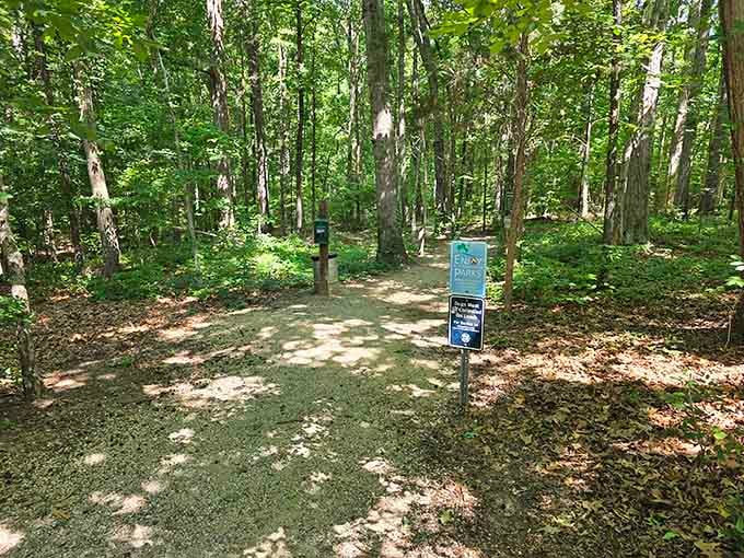 Dappled summer light filters through a canopy of green as this welcoming trail entrance beckons curious explorers forward.