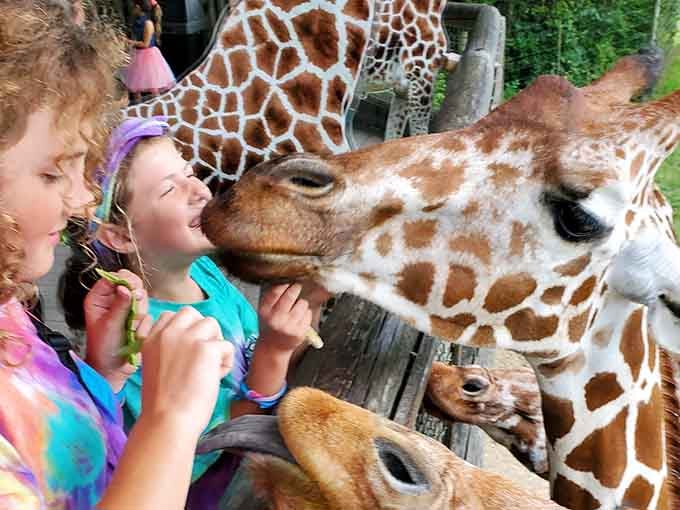 That grin says it all. Nothing prepares you for a giraffe's gentle lips brushing your fingertips.