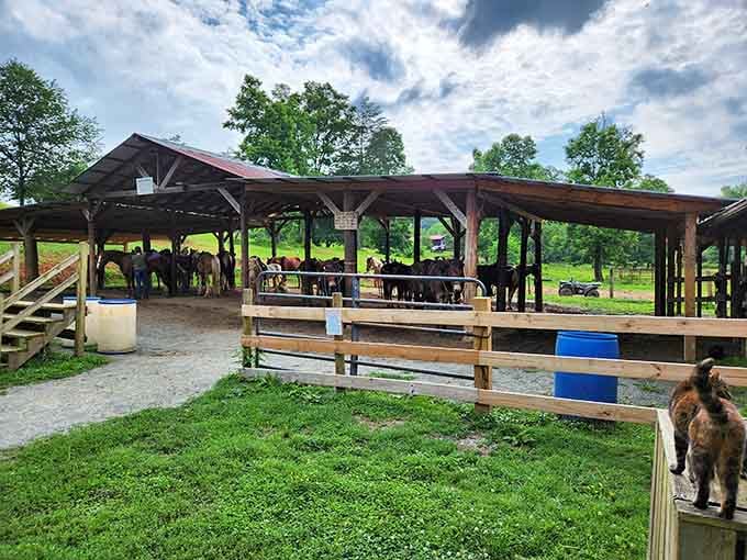A working ranch where the horses outnumber the excuses not to visit. Come on in.