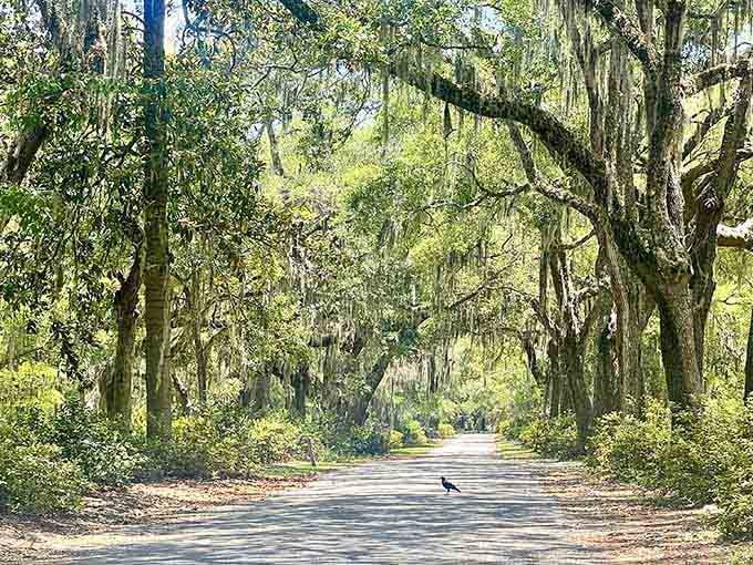 This oak-canopied road makes every other entrance you've ever used feel deeply inadequate.