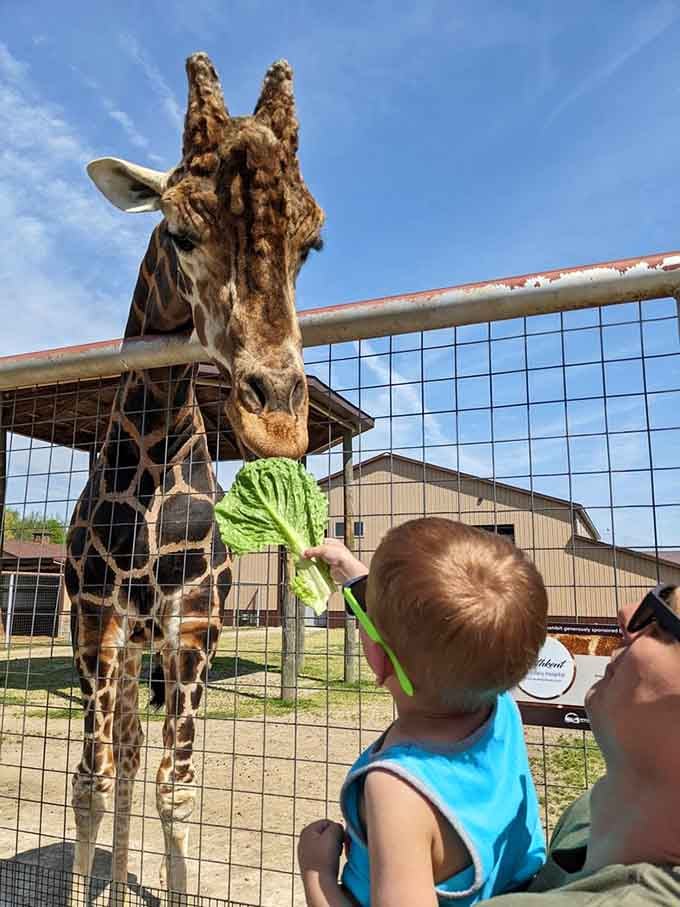 That look on a toddler's face when a giraffe takes lettuce from their hand? Priceless and completely unrepeatable.