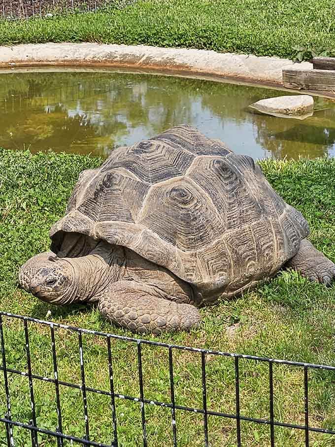 This tortoise moves at its own pace, reminding us that slow and steady wins the relaxation race.