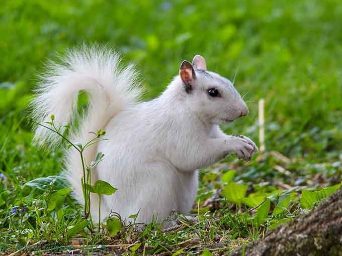 Snow-white and absolutely unbothered, this little guy owns the whole town.