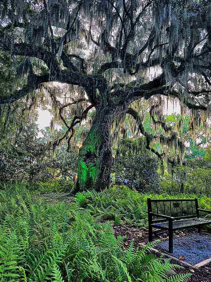 This ancient oak looks like it's been collecting secrets since before your grandparents were born, and it's not telling.
