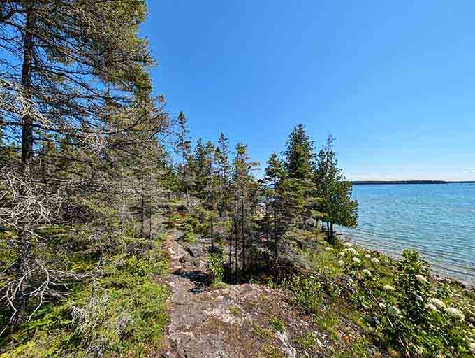 The path winds through towering pines like nature rolled out a welcome mat just for you.