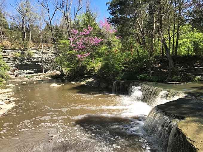 Water tumbling over ancient limestone shelves, with redbud trees blooming pink nearby. Nature showing off again.